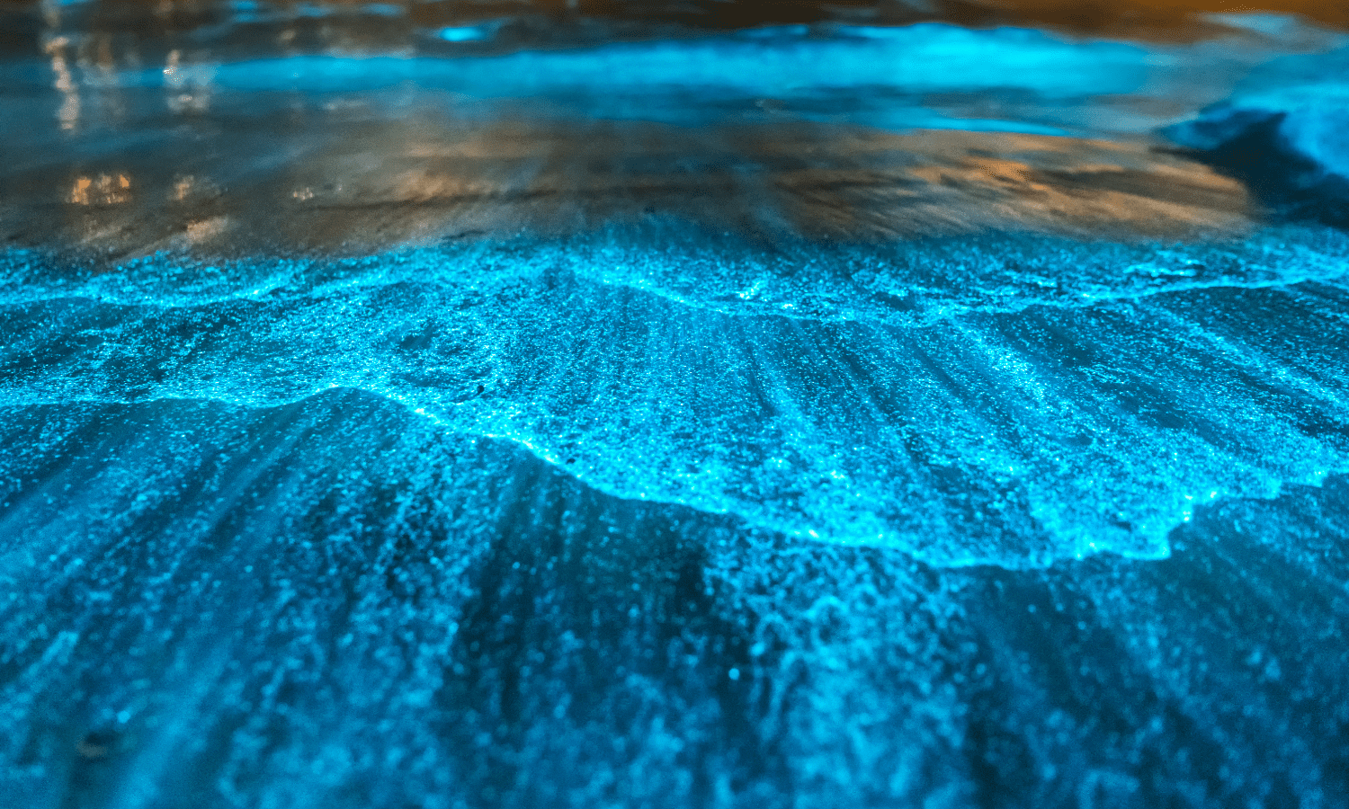 Bioluminiscencia: hágase la luz (en la naturaleza) | Ethic